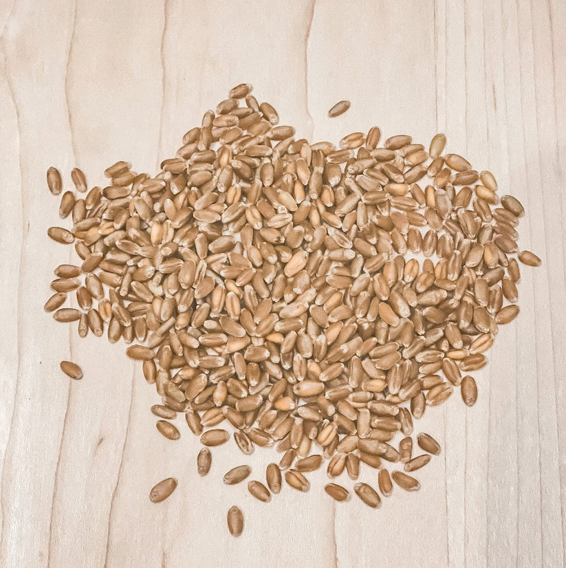 Hard Red Winter Wheat Berries-Locally Grown – Young and Thriving